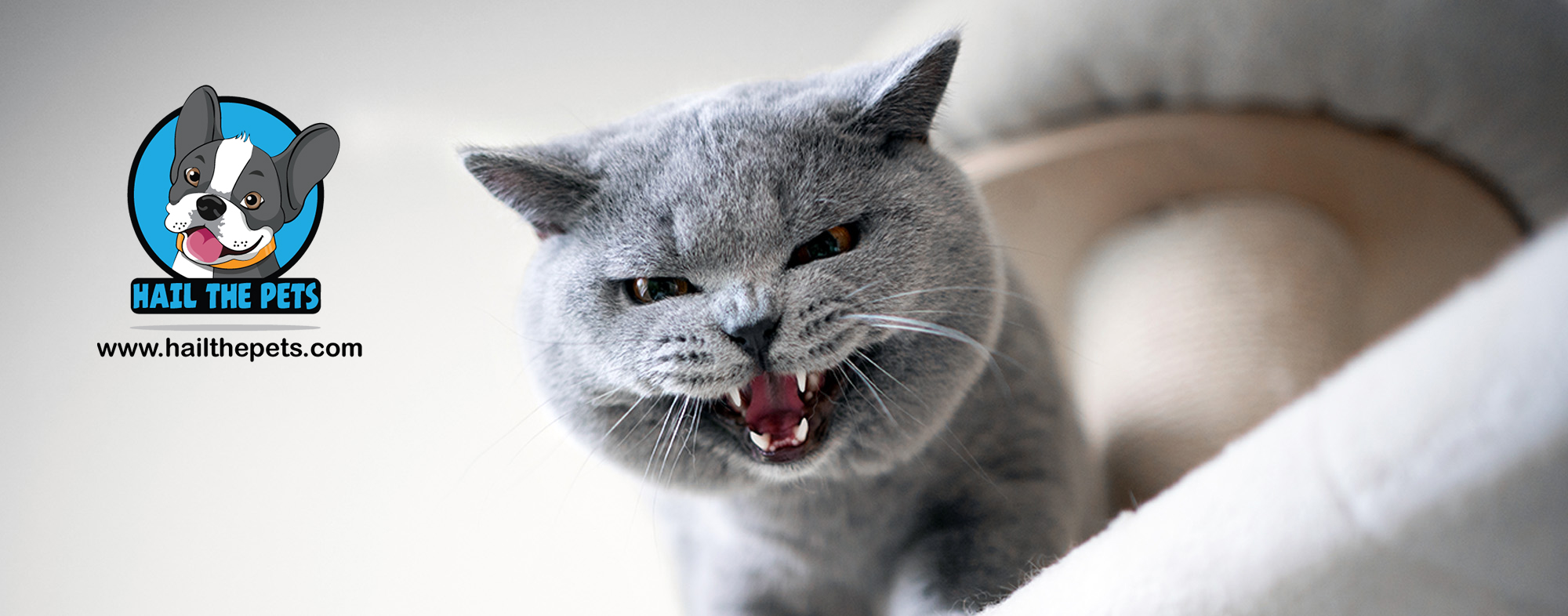 Understanding cat behavior: How to decode cat cues for better ...