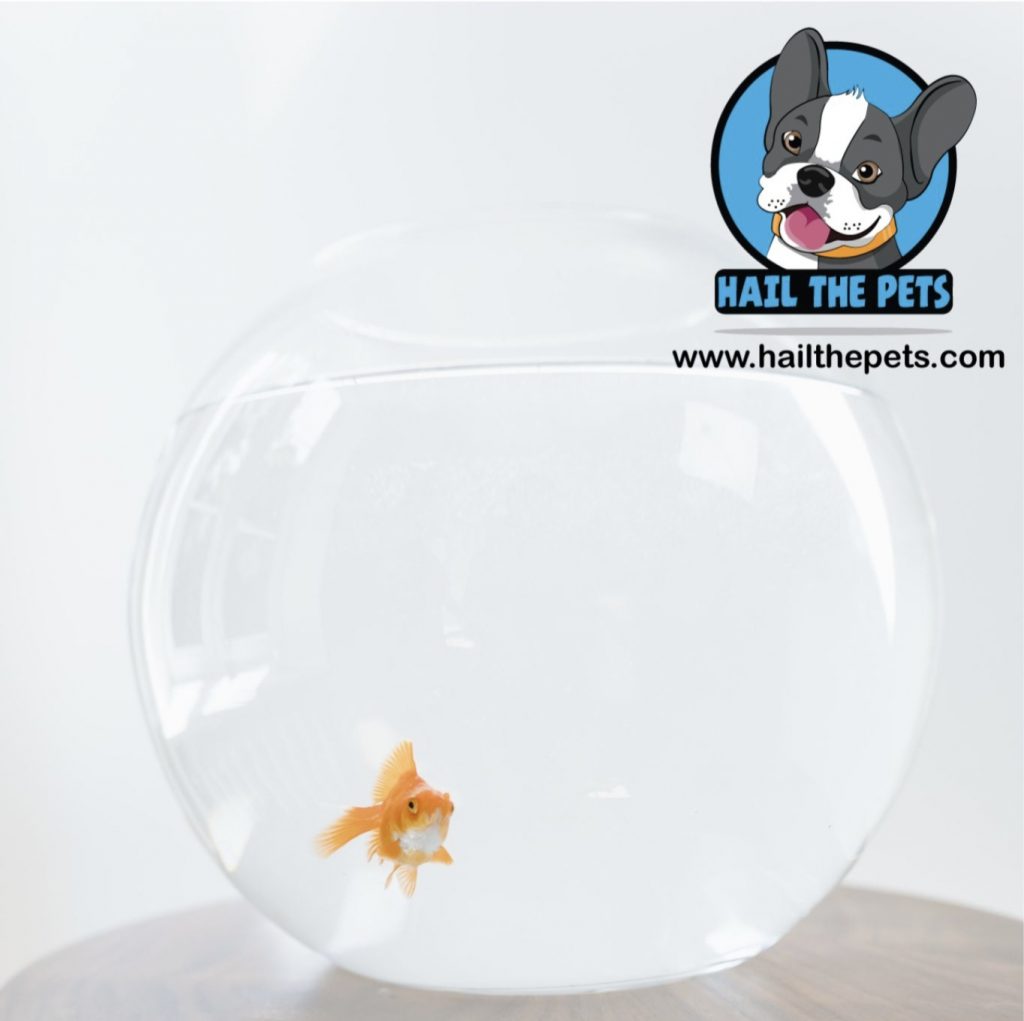 Breeding Fish: A Beginner's Guide to Understanding Fish Reproduction ...