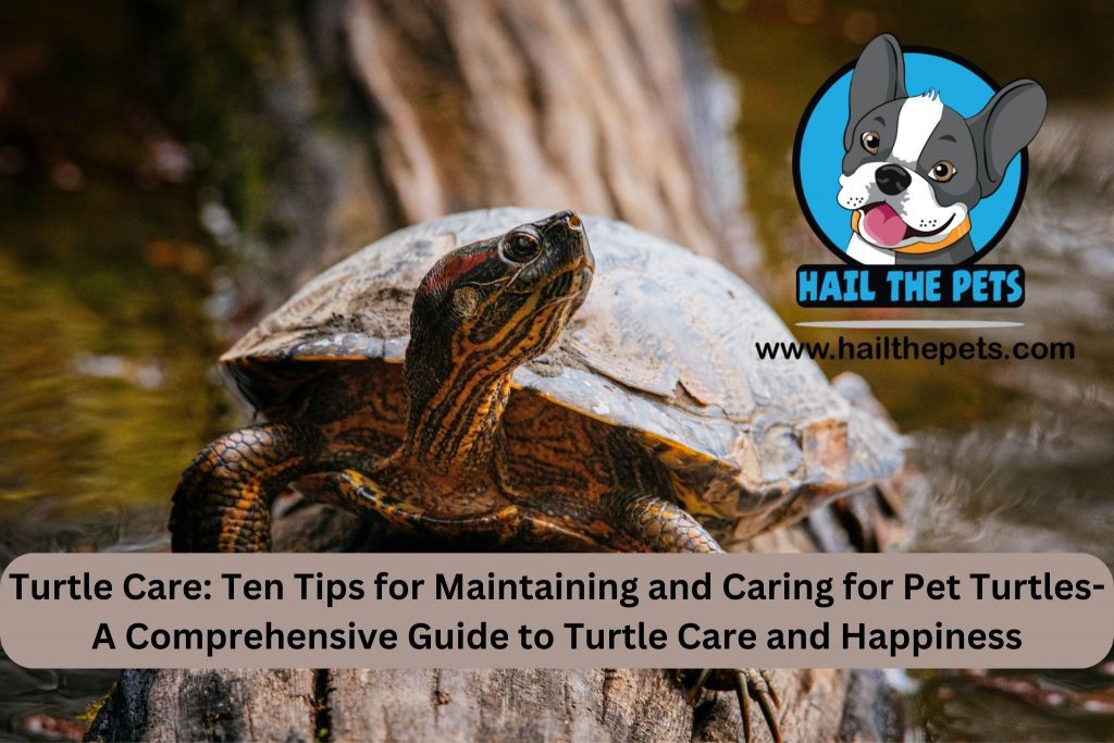 Turtle Care: Ten Tips for Maintaining and Caring for Pet Turtles- A Comprehensive Guide to ...