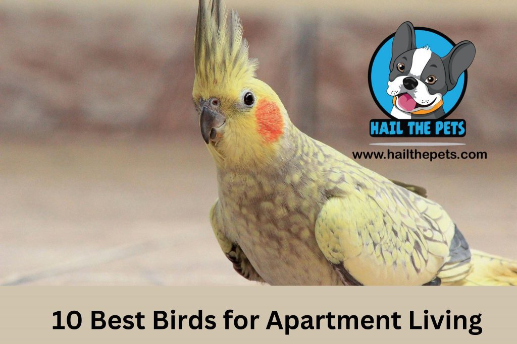 10 Best Birds for Apartment Living - December 2024 - Hail The Pets