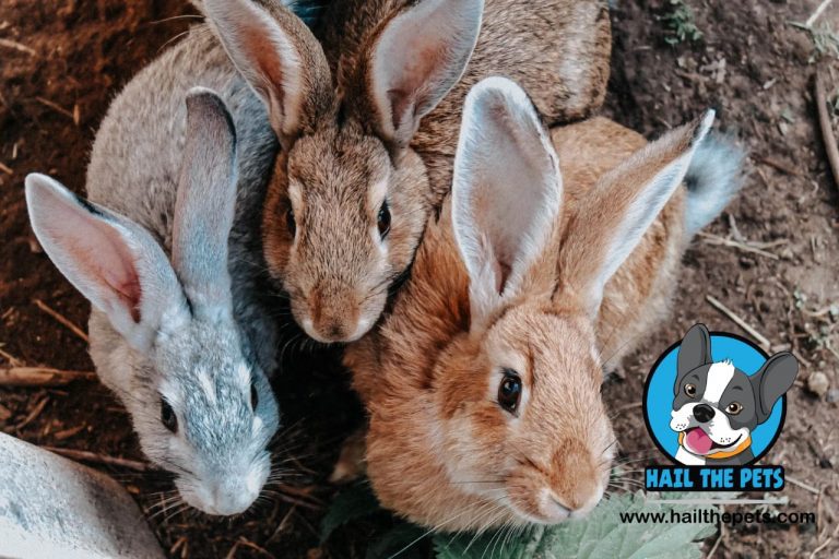 12 Most Common Rabbit Sounds and What They Mean - June 2025 - Hail The Pets