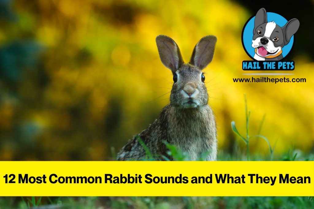 12 Most Common Rabbit Sounds and What They Mean - June 2025 - Hail The Pets