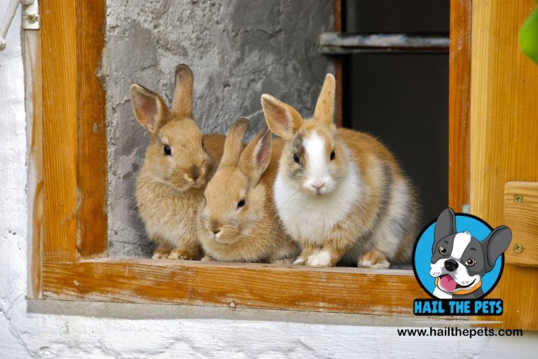 12 Most Common Rabbit Sounds and What They Mean - June 2025 - Hail The Pets