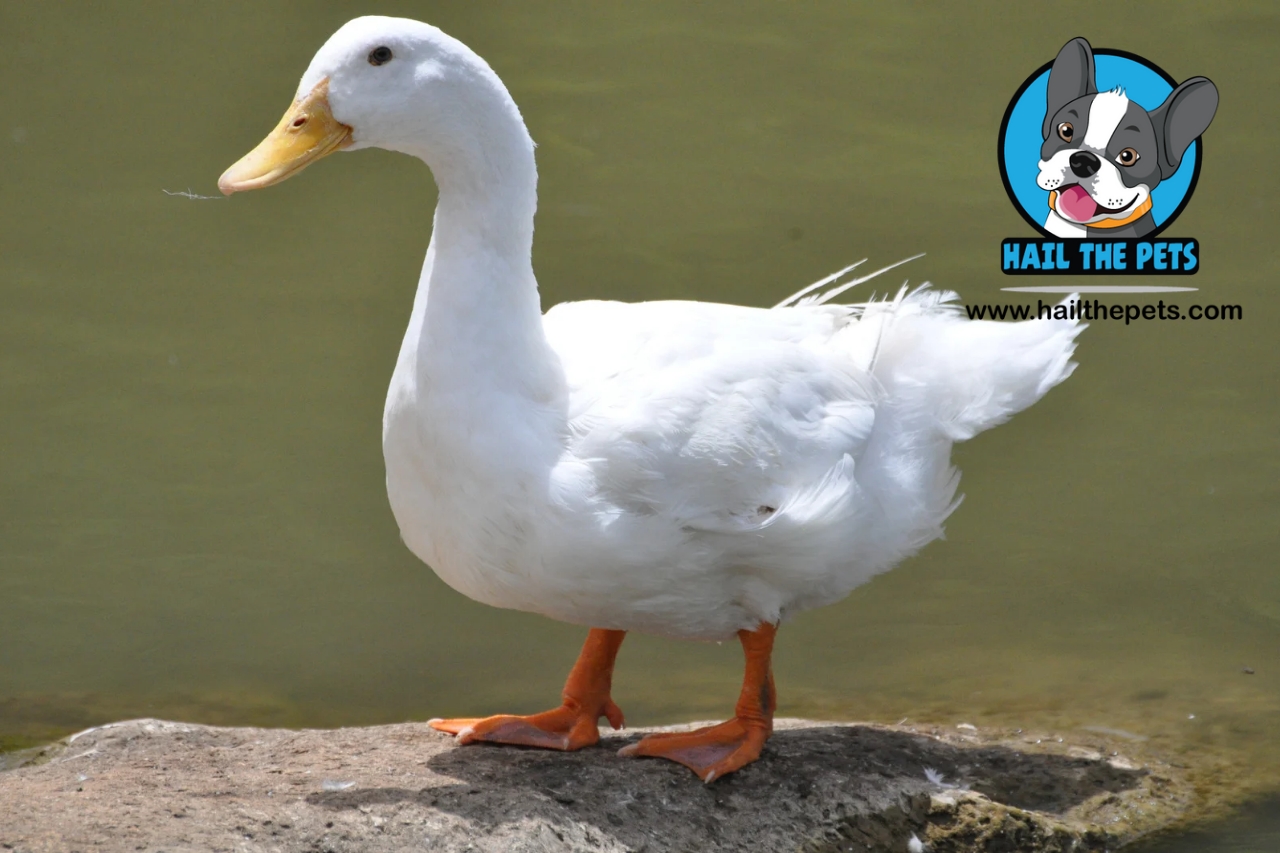 A Guide to Domestic Duck Breeds: Characteristics and Origins- July 2025 ...