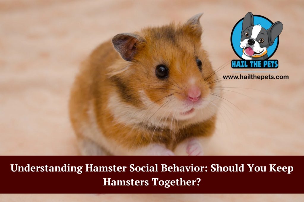 Understanding Hamster Social Behavior: Should You Keep Hamsters Together?- July 2025 - Hail The Pets